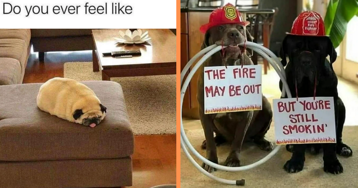 Laugh Snout Loud: 38 Howlarious Doggo Memes To Boost Your Doggie ...