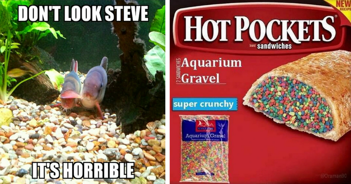 30+ Funny Fish Memes From That Weird Kid That Knows Too Much About Fish ...