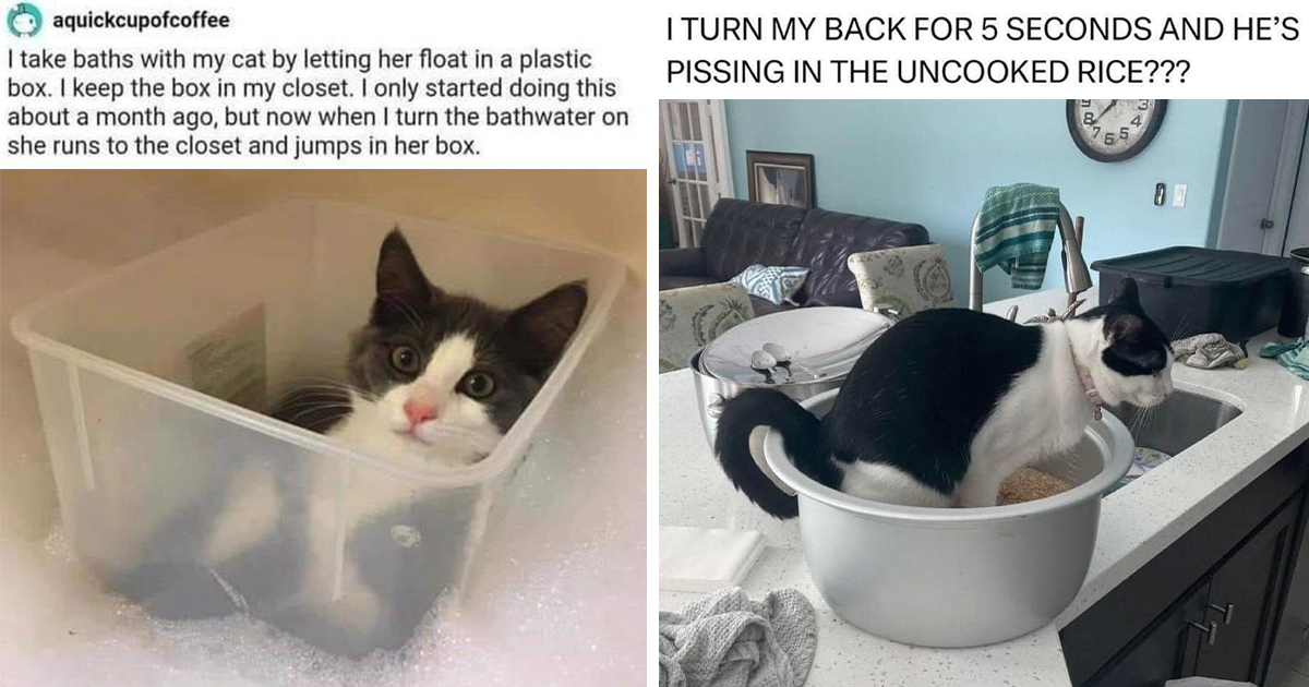 Silly, Spicy And Slightly Sassy Sunday Cat Memes To Get Your Ready For ...