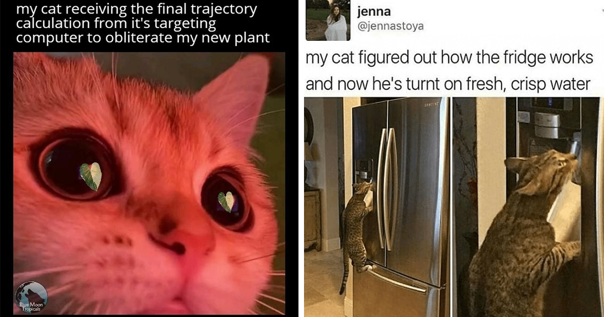 Bring On The Caturday Chaos With The Funniest Cat Memes Of The Week - I ...