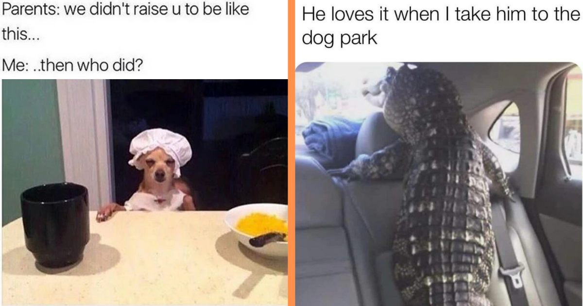 30 Funniest Animal Memes To Help You Giggle Your Way Out Of The Office ...