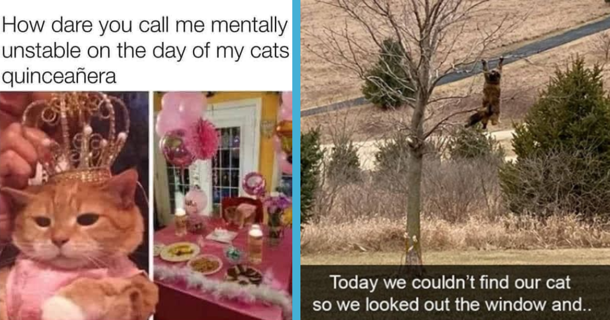 A Meowsical Medley Of Cat Memes To Distract You From Your Hooman ...