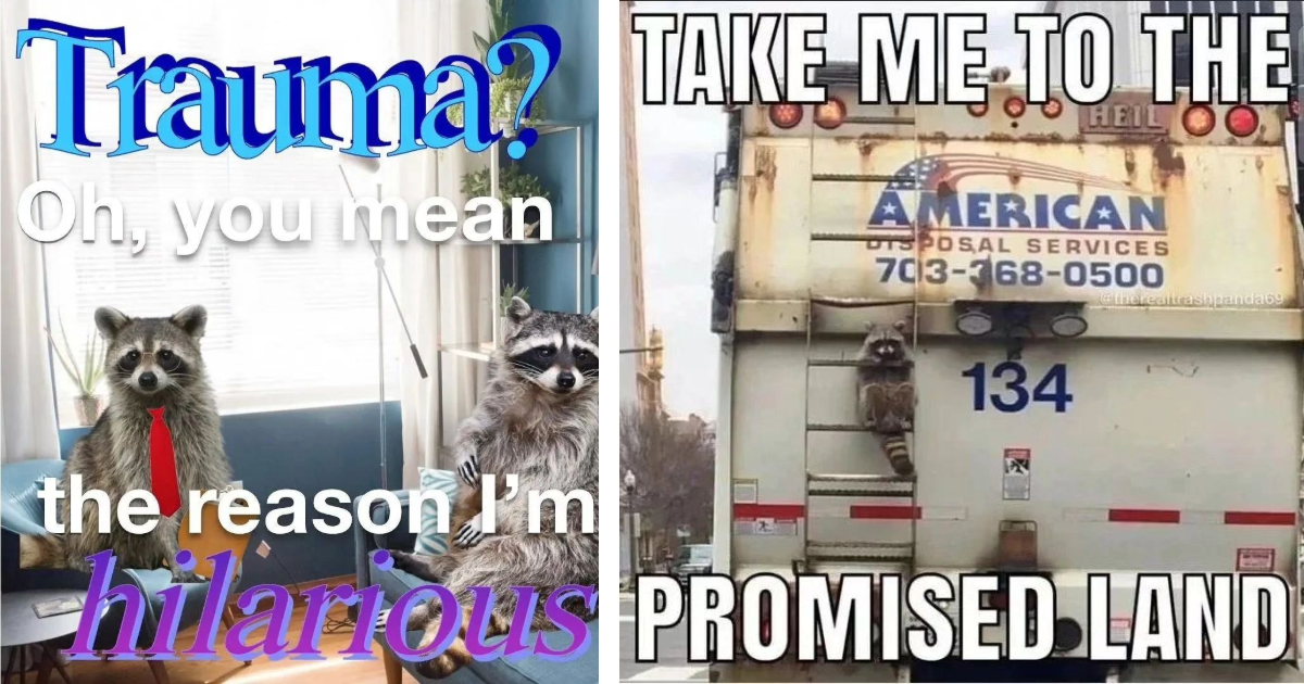 Hilarious Memes Of Wild Raccoons To Resonate With Your Frustration ...