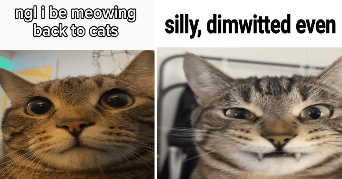 Sassy Hump Day Memes Of Silly Cats Celebrating The Middle Of The Week ...