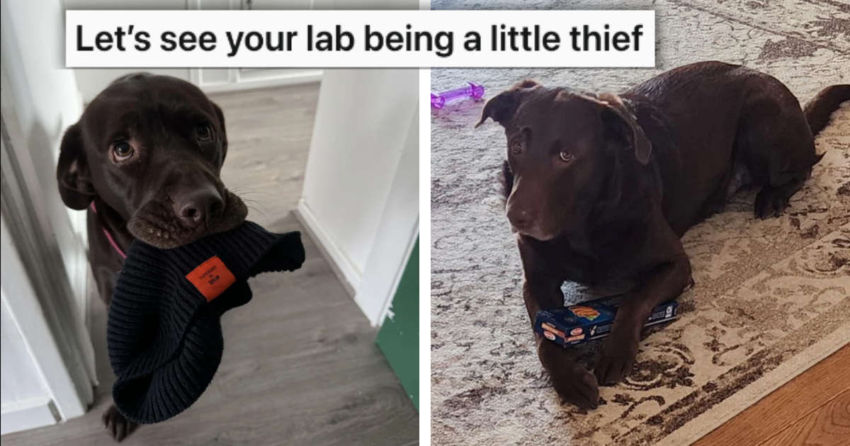 24 Silly Larcenous Labradors Caught On Camera Moments Before A Doggo ...