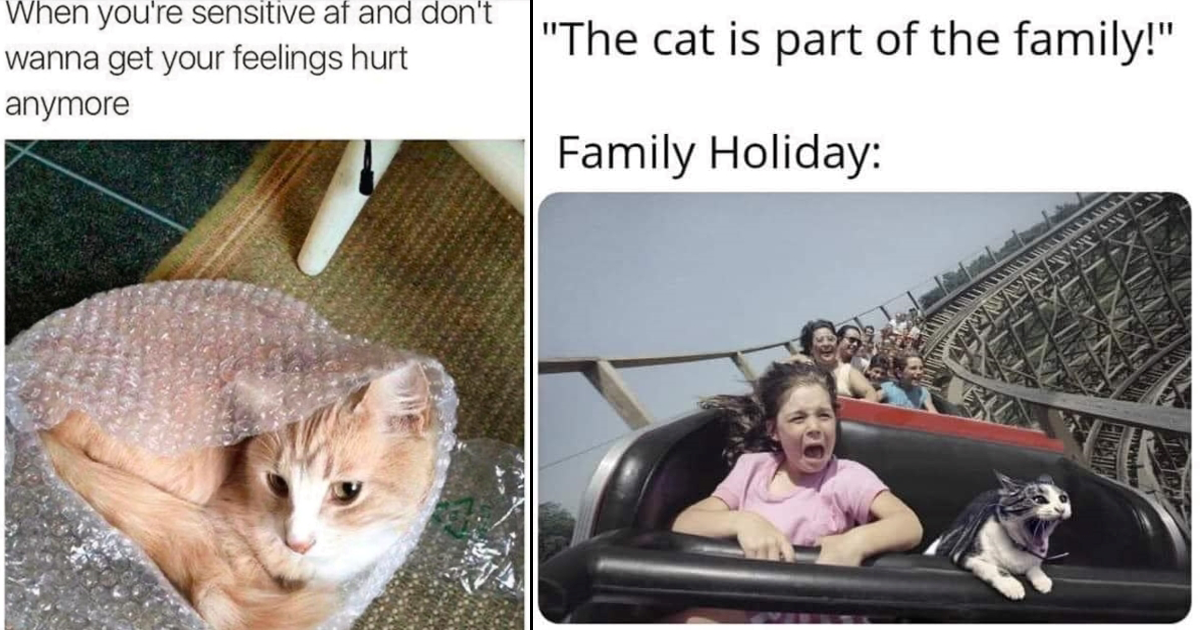 Funniest Cat Memes for Feline Fanatics (March 6, 2024) - Memebase ...