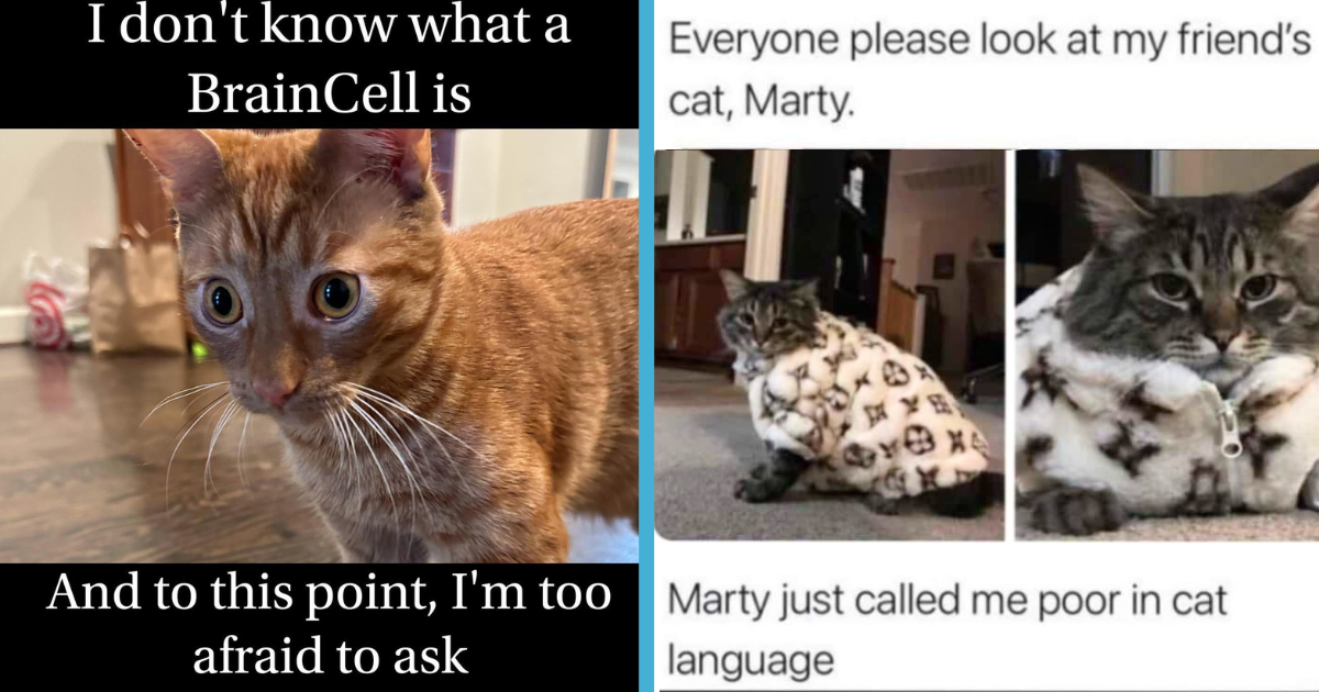 A Lovely Litter Box Full Of Feline Funnies In The Form Of Cat Memes For Kitty Connoisseurs And ...