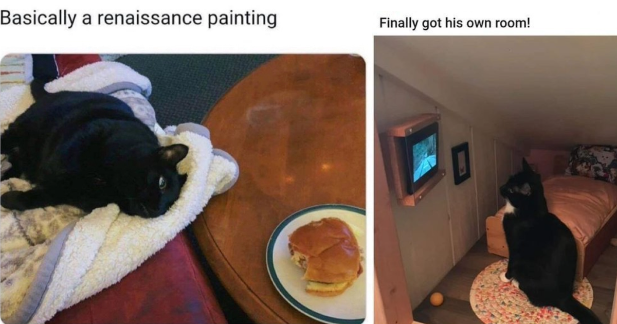 Hilarious Memes Of Heartwarming House Cats For Your Midday Mood Booster ...