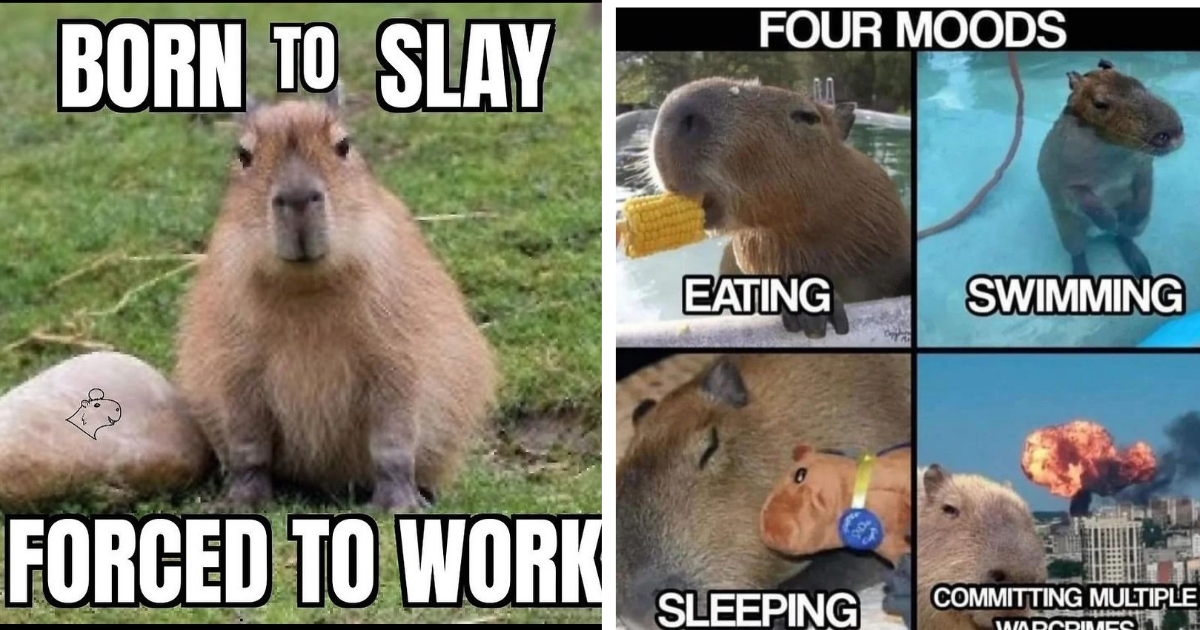 Cute Capybara Memes To Help You Kick Off The Friday Festivities ...