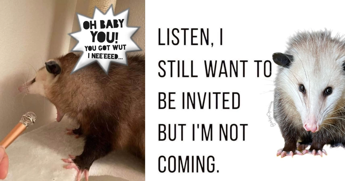 Feisty Opossum Memes To Help Finish This Week With A Spicy Kick ...