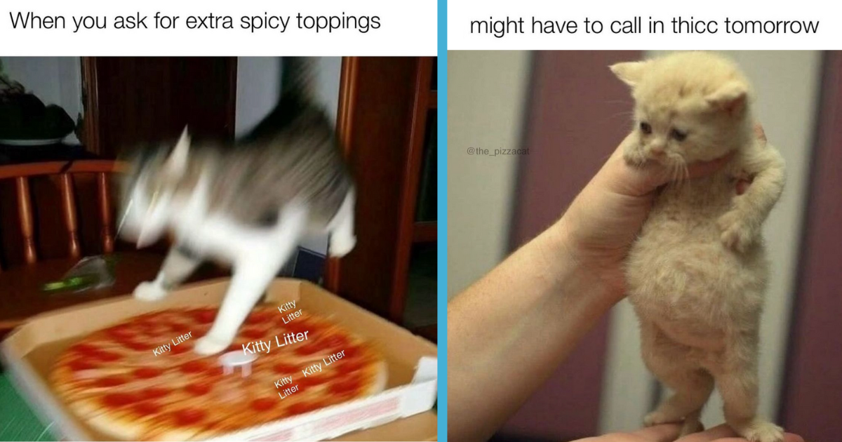 I Can Has Cheezburger? - weekly - Funny Animals Online - Cheezburger