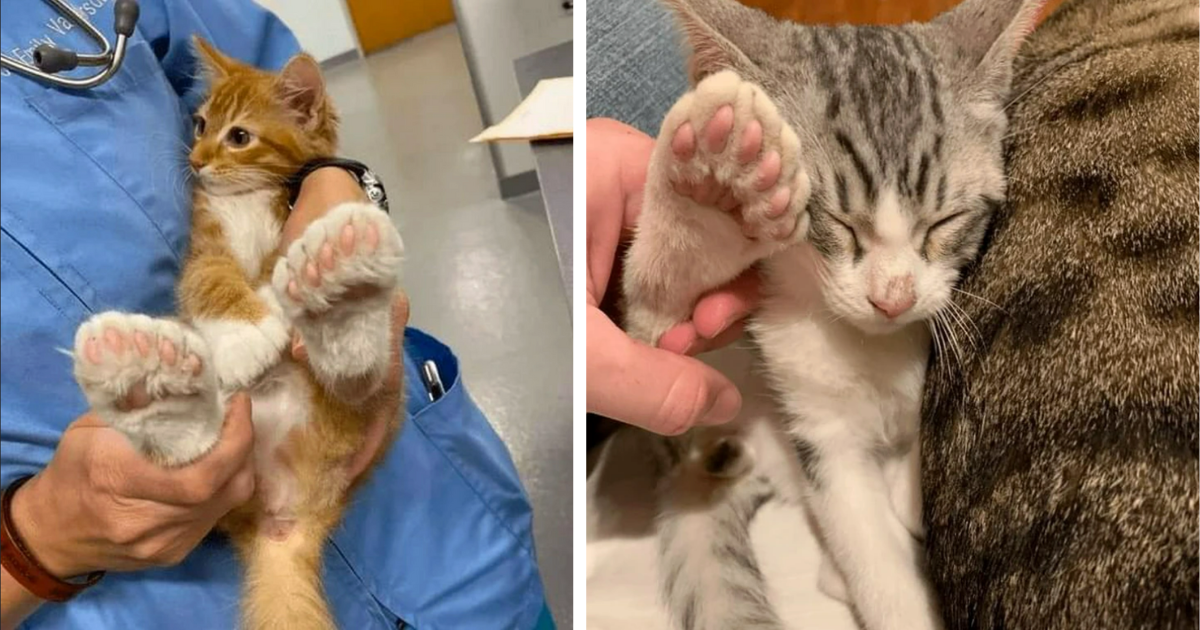 A Purrfectly Precious Portion Of Polydactyl Cats Serving Up Extra Toe ...