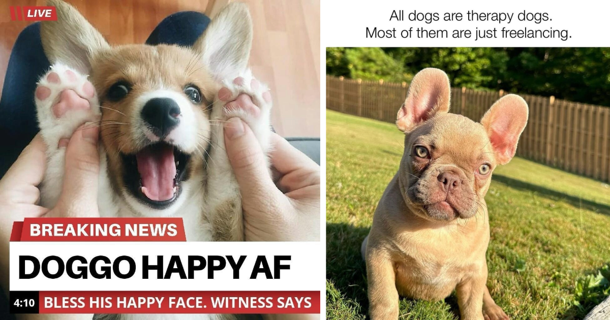 Happy And Adorable Canine Memes To Add Some Sweetness To Your Saturday ...
