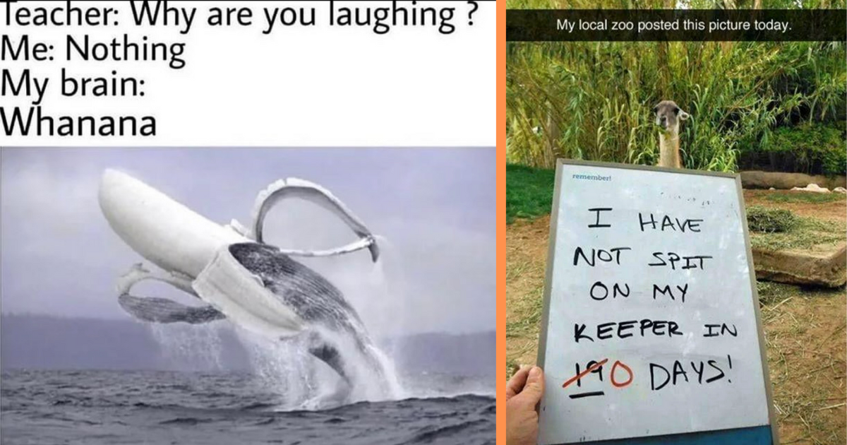 A Pawsitively Silly Selection 34 Animal Memes To Say Sayonara To The ...