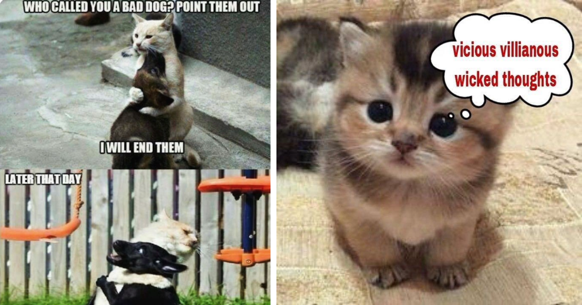 Jump Into This Week’s Wild And Sassy Caturday Feline Meme Party - I Can ...