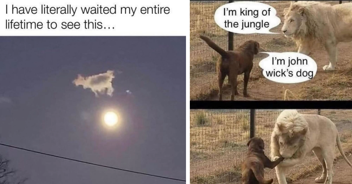 Wild And Wacky Memes From The Animal Kingdom To Accompany Your Sunday ...