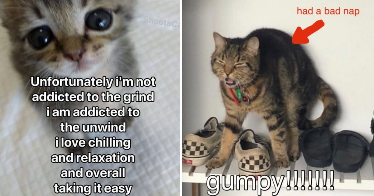 Hilarious Memes Of Cats Who Are Outraged That The Week Has Begun - I ...