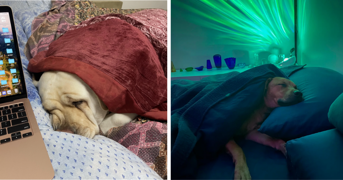 25 Tuckered Out, Totally Cute, And Terrifically Tucked-In Doggos Snug ...