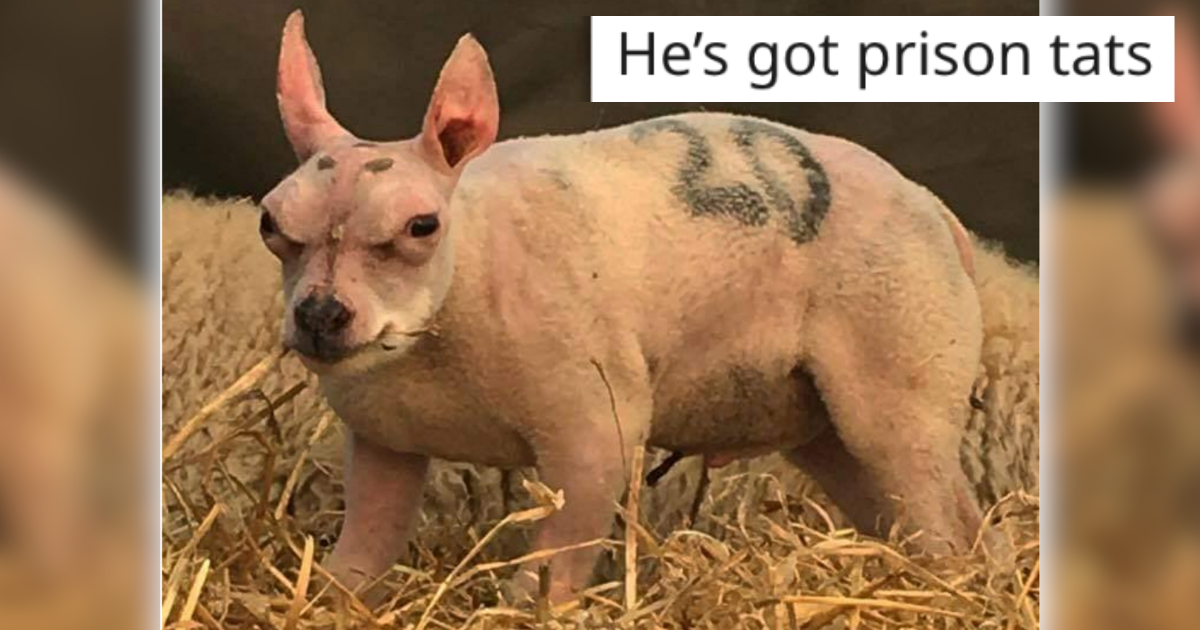 It's Not A Pig, Nor A Dog Or A Wombat - This Weirdly Muscular Animal Is ...