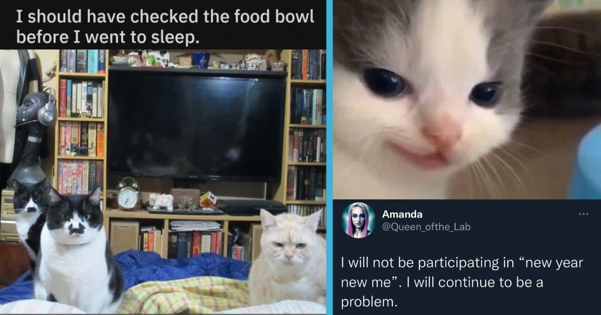 34 Cat Memes Of The Highest Kitty Caliber To Celebrate Getting Halfway ...