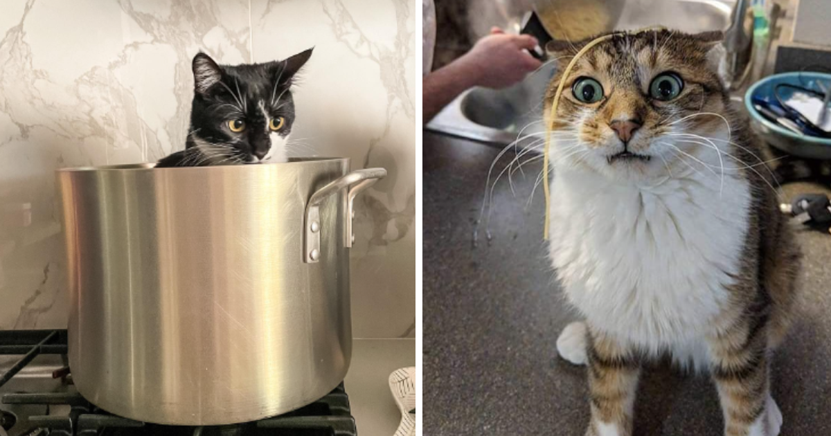 21 Cute Curious Cats Caught In Kitchen Adventures For A Day Of Culinary ...