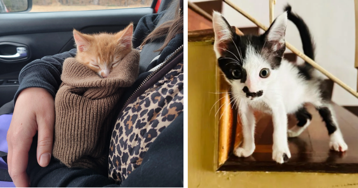 29 Teeny-Weeny Whisker Wonders And Seriously Smol Kittens To Bring A ...