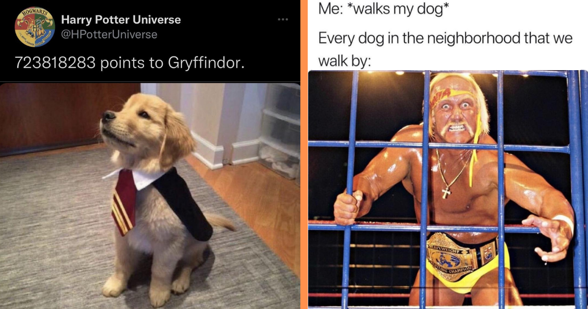 Laugh Snout Loud: 36 Howlarious Doggo Memes To Boost Your Doggie ...