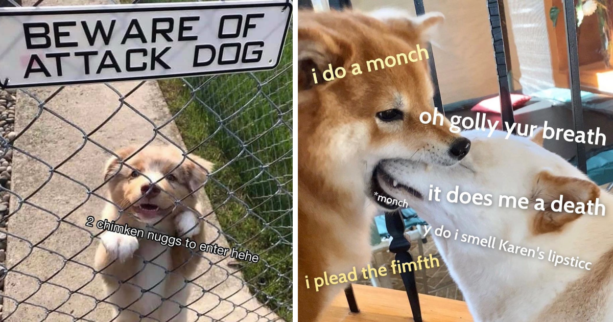 Tuesdays Should Be For Taking A Break With Soft And Sweet Dog Memes ...