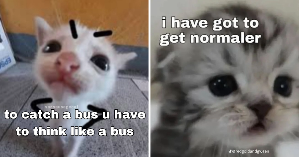 Sweet And Amusing Cat Memes To Add To Your Mid-Morning Coffee - I Can ...