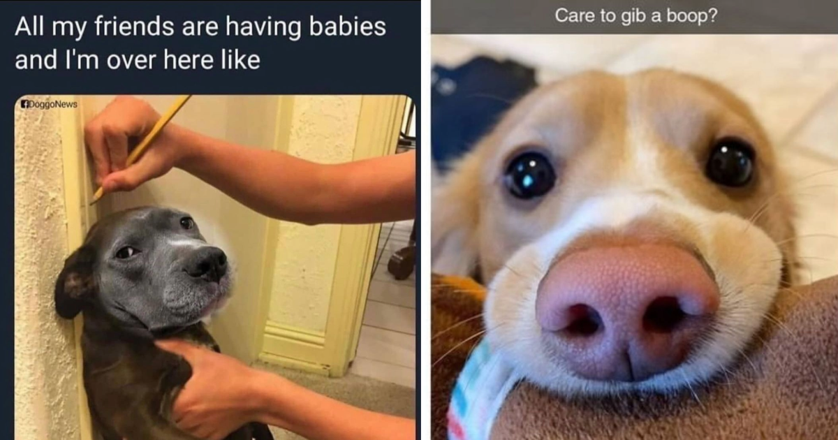Heartwarming Dog Memes To Soothe Your Sensitive Soul - Animal Comedy ...