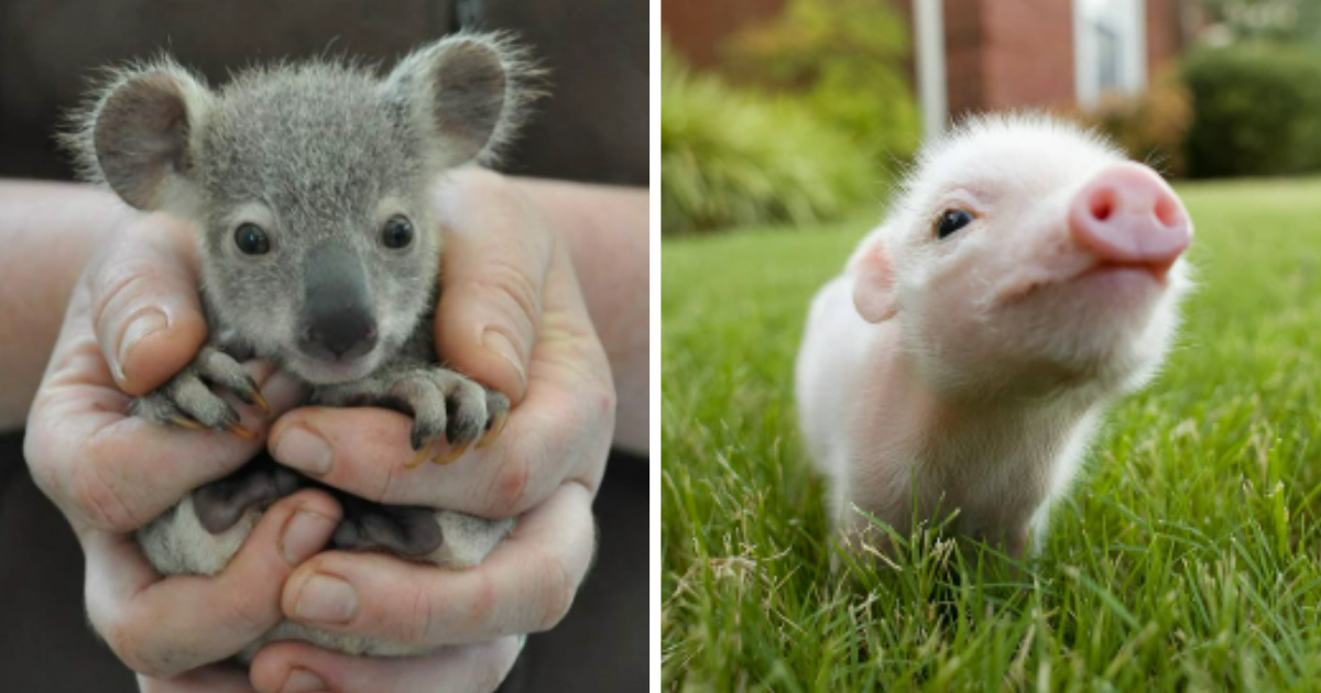 Whimsical Wednesday With 26 Beautiful Baby Animals Bursting With ...