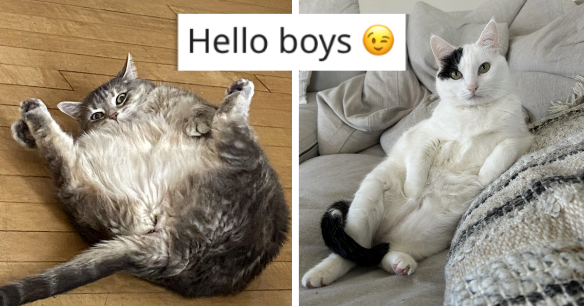 26 Cute Cats Ready To Find Their Purrfect Match With Their Tantalizing ...