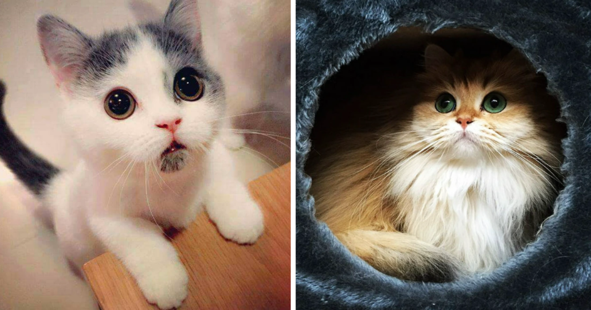 Whisker Wednesday With 27 Wondrous Cats For A Purrfect Dose Of Midweek ...