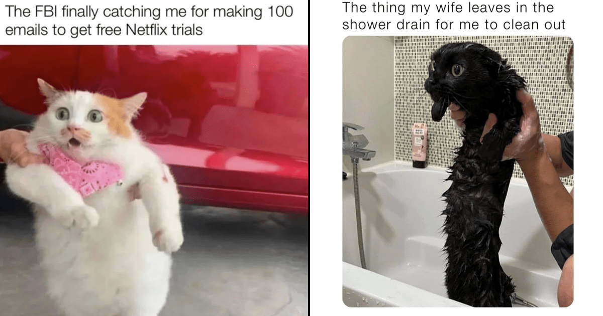 100 Funniest Cat Memes Ever - verloop.io