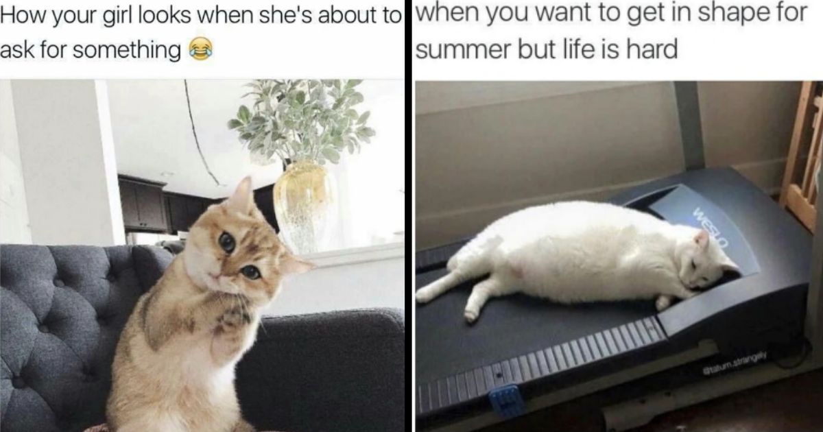 22 Hilarious Cat Memes For A Purrfect Midweek Pick-Me-Up Full Of Feline ...