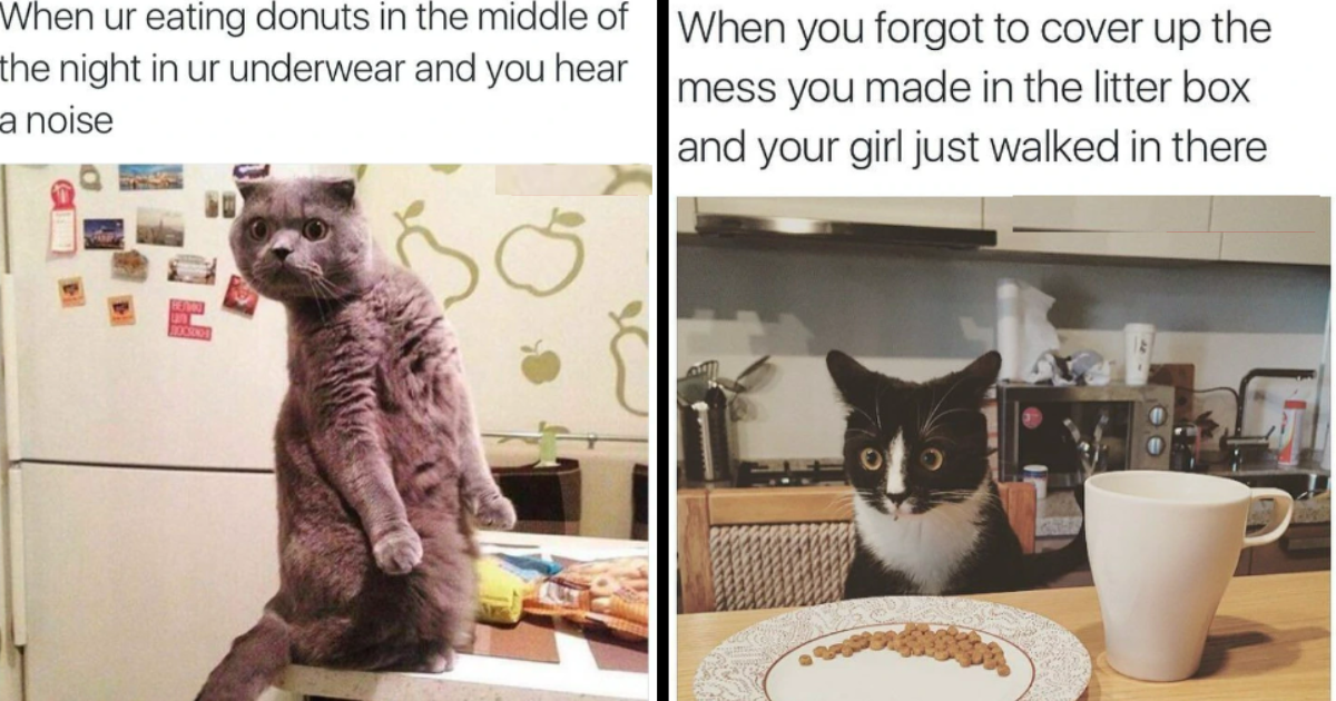 Thursday Treats With 25 Feline Funny Cat Memes For A Purrfectly ...