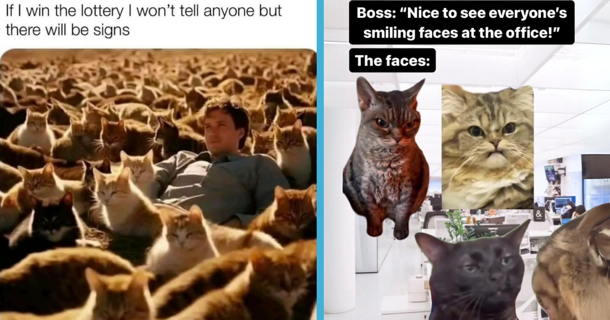 A Whiskery Whirlwind Of 36 Cat Memes Purrfectly Brace Yourself For This ...
