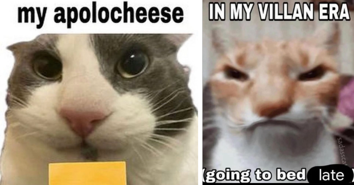 Funny Feline Memes To Give You The Strength To Make It To The Weekend ...