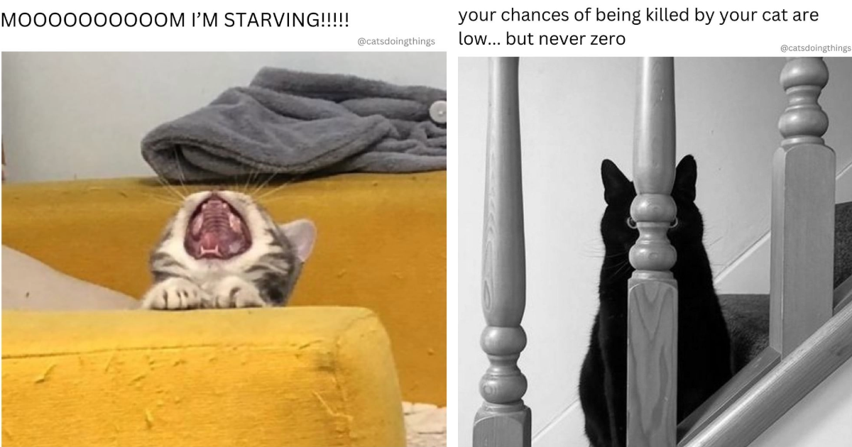 Relatable Cat Memes To Match Your Worn Out Energy - I Can Has Cheezburger?