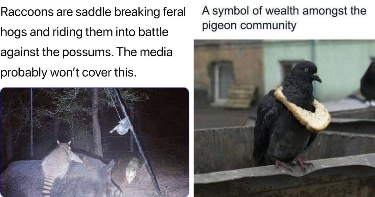 Hilarious Animal Memes To Celebrate The Almost Weekend - Animal Comedy - Animal Comedy, funny ...