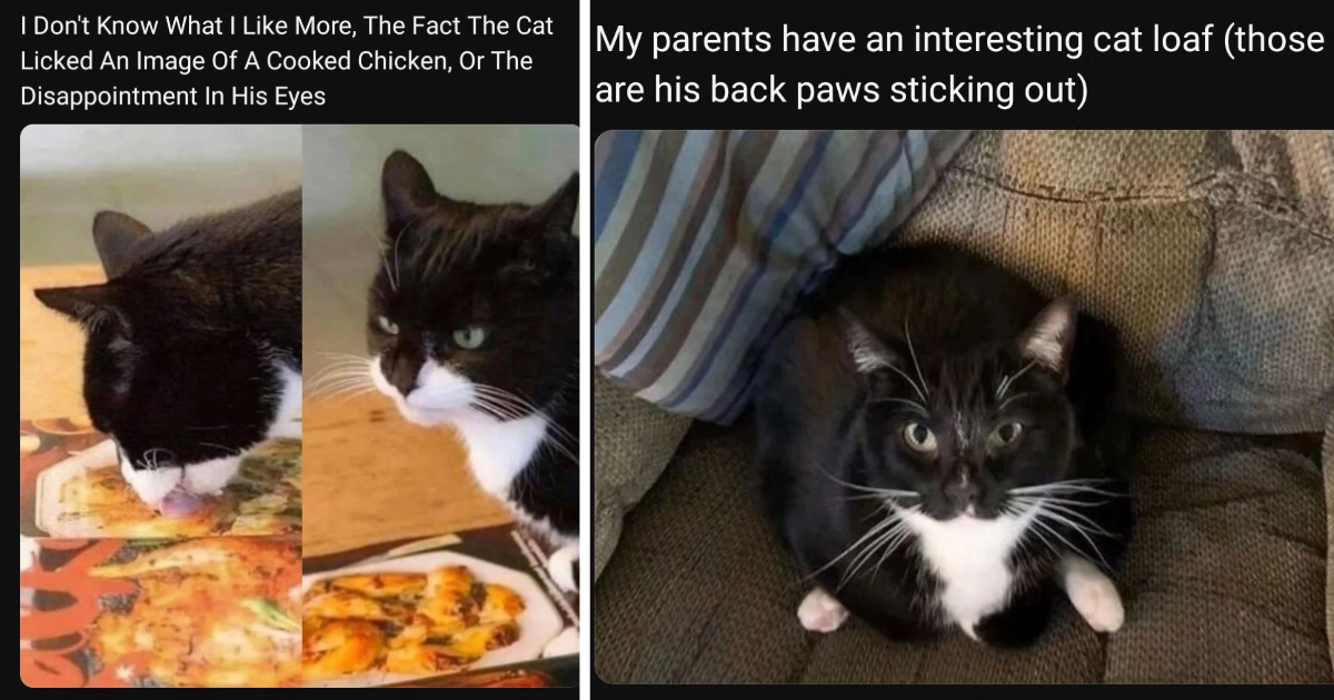 Relatable Memes For All You Introverts Chilling Under The Covers This ...