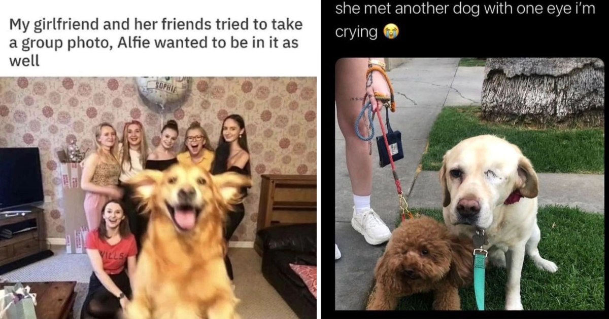 Sweet Dog Memes For Your Saturday Mood Booster - Animal Comedy - Animal ...