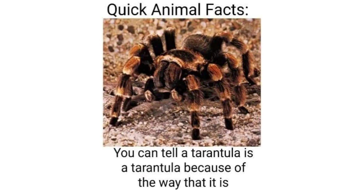 30+ of the Best Animal Memes of the Week (March 16, 2024) - Memebase ...