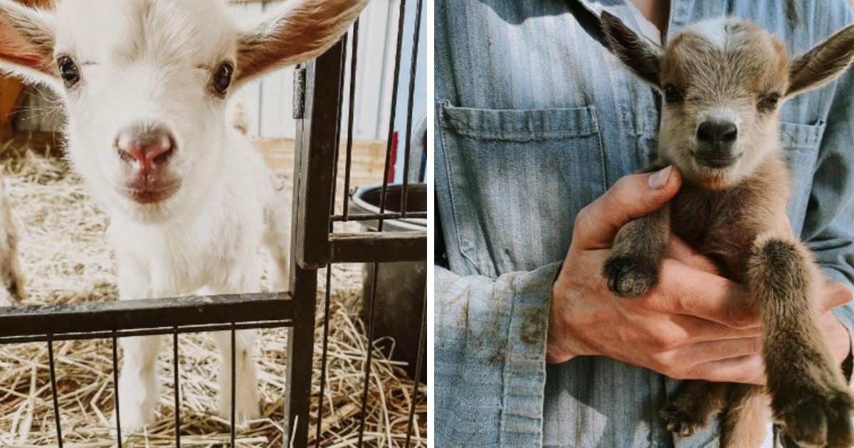22 Heartwarming Moments That Prove Goats Are The Greatest Of All Time ...
