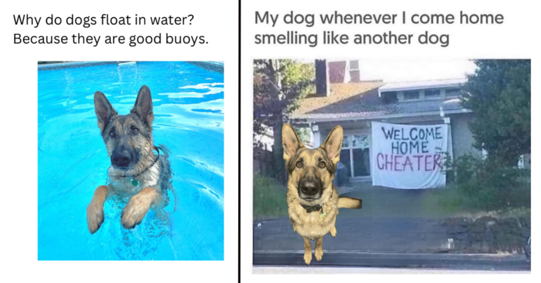 Meet Benson: The Genius German Sheperd Behind these 25 Hilarious Dog Memes - Animal Comedy ...