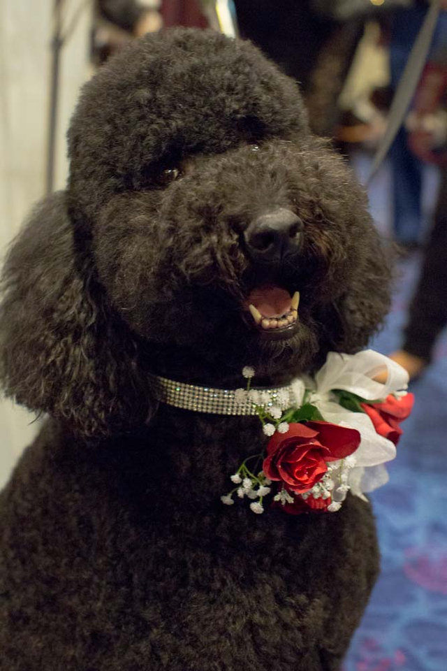 The 30th Annual Bark Ball's Best Dressed Canines Are Here! - I Can Has ...