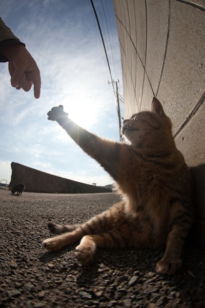 10 Cats That Are Giving High Fives - I Can Has Cheezburger?