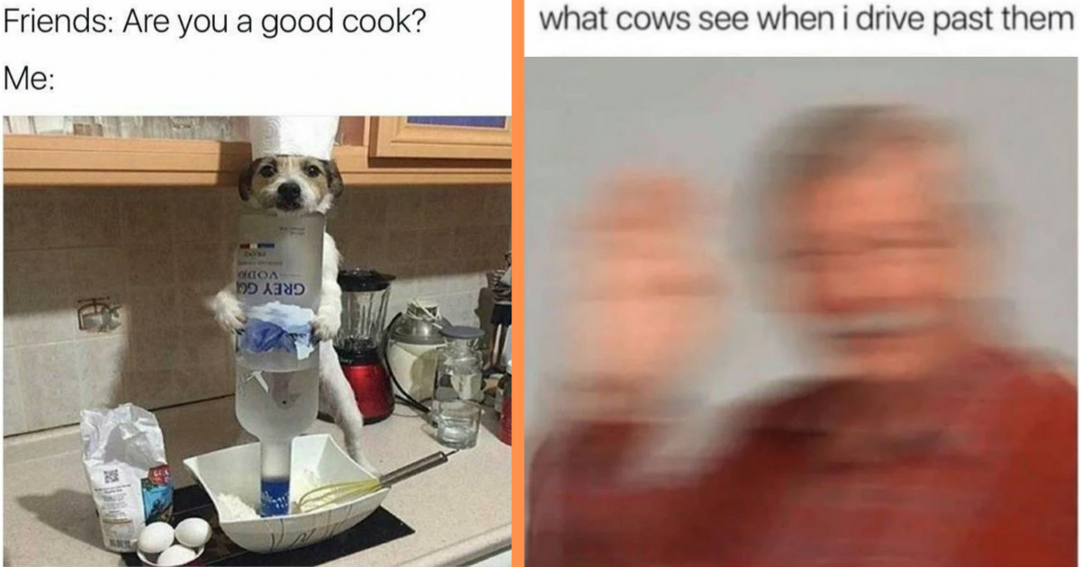 35 Memes Full Of Animal Amusement To Fend Off Monotony During Mundane ...