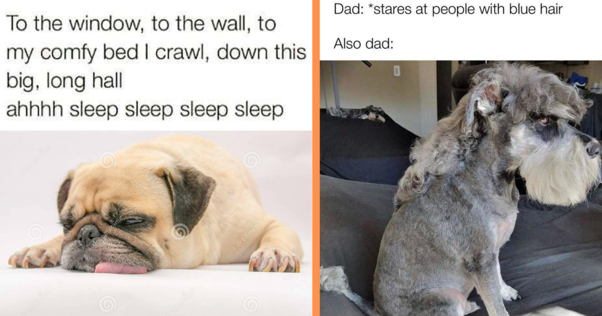 Laugh Snout Loud: 31 Howlarious Doggo Memes To Boost Your Doggie ...