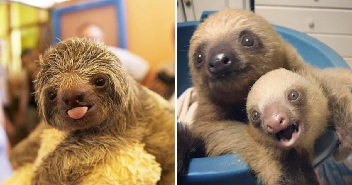 Sunday Smiles With 25 Sloths Spreading Sunshine And Silliness - Animal ...